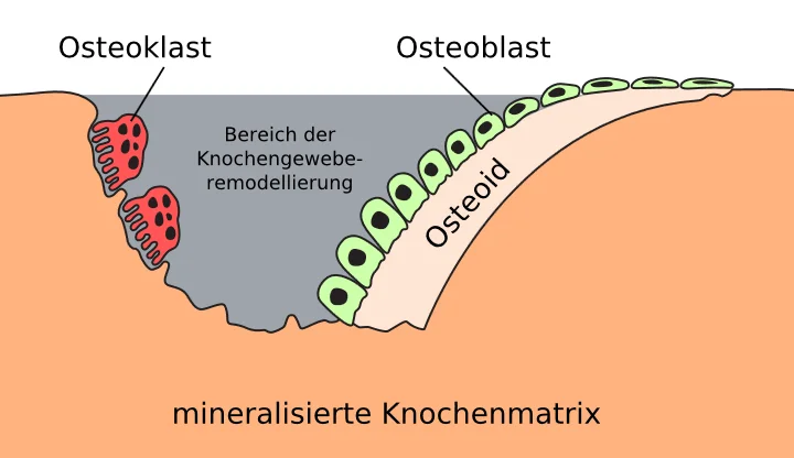 Knochenumbau - bone remodeling